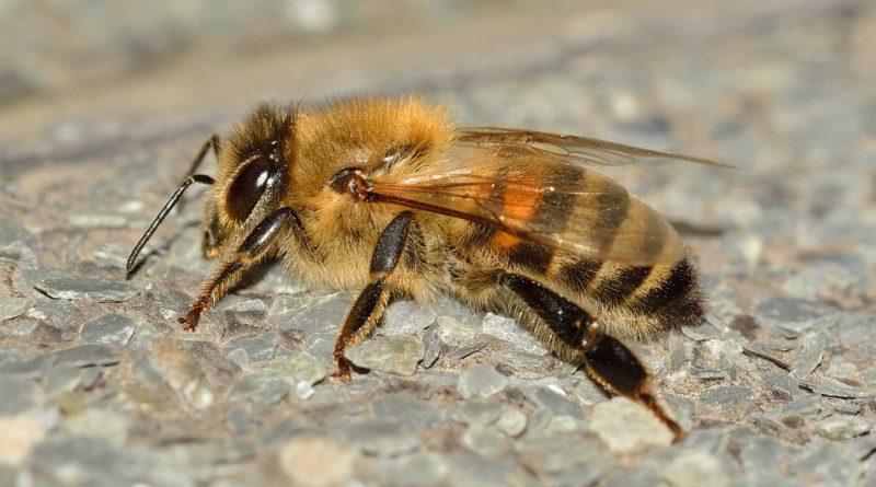 Apis mellifera: Sistematica, Habitat, Ciclo biologico ... Apis mellifera: Sistematica, Habitat, Ciclo biologico ...